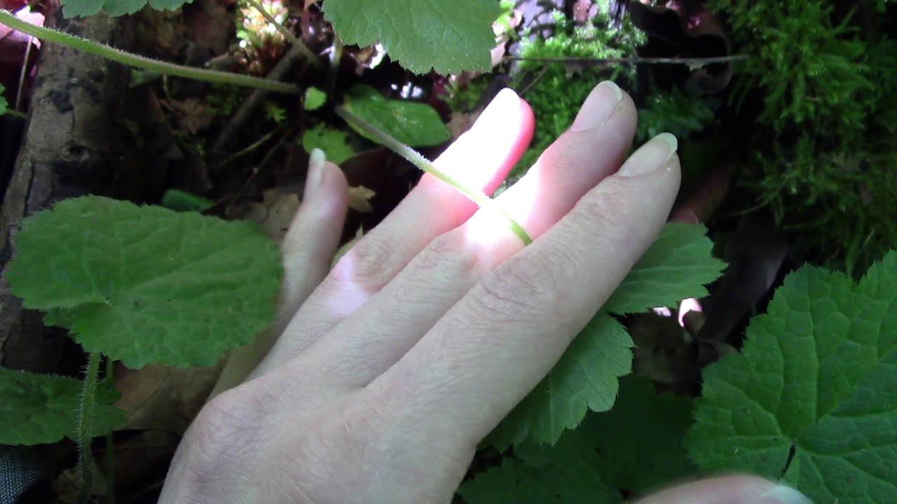 Piggyback plant (Tolmiea menziesii) - YouTube