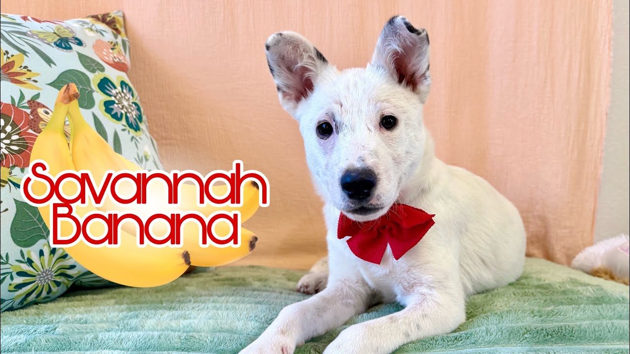 Sweet Savannah Banana is ready to HAND you a BUNCH of fun and sweet ...