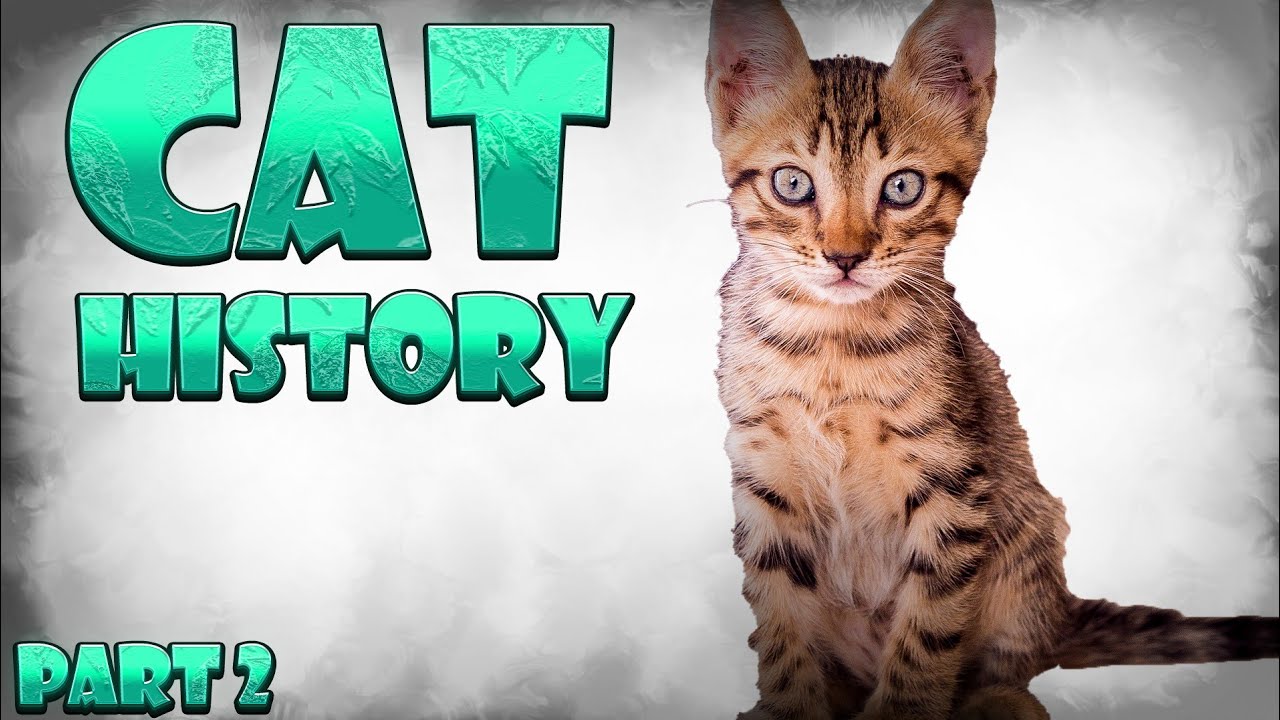 How was the life of cats in the past? - YouTube