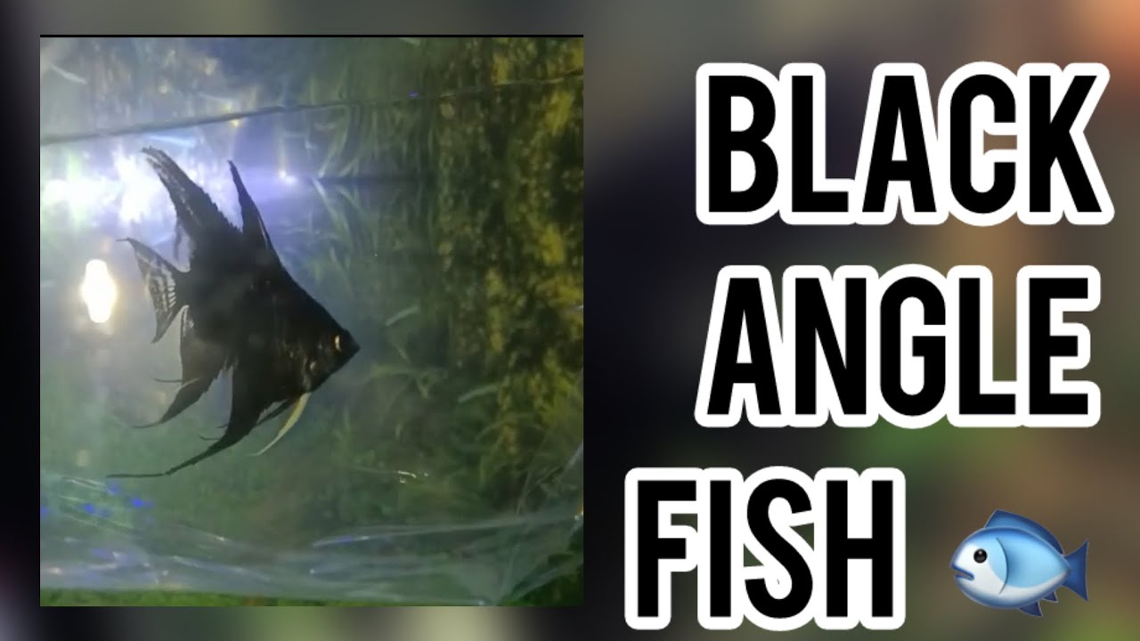 Black angle fish// Black angle fish in tank//Exploring the Fascinating ...