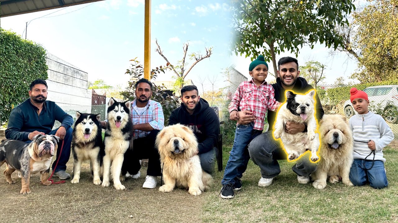 India’s first Fluffy French Bulldog 😱 - YouTube