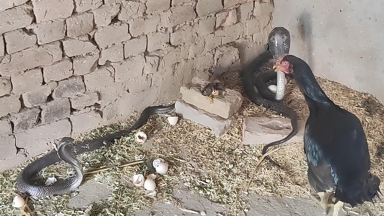 Two Cobra Snakes attack a Hen, a chick and eggs || Wildlife Jogi - YouTube
