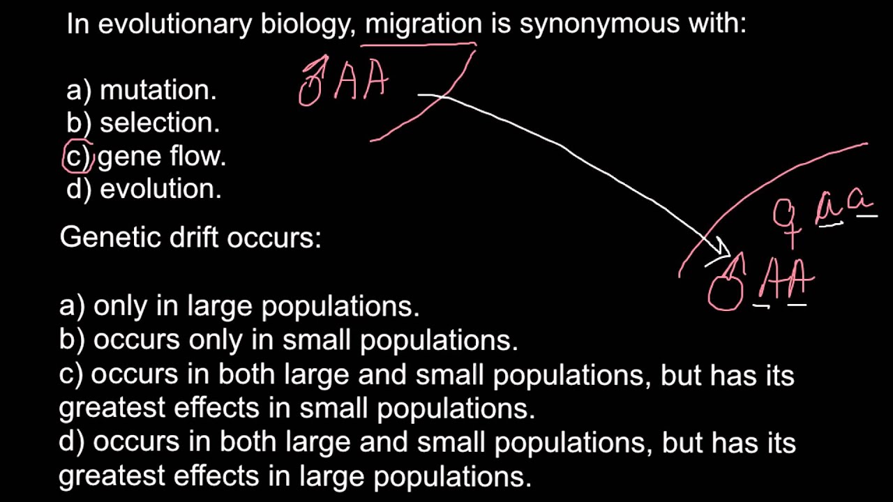 Evolutionary biology, migration and genetic drift - YouTube
