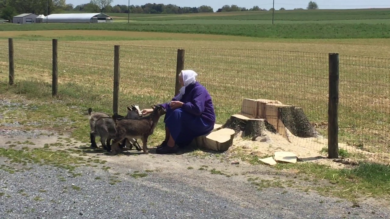 Mennonite lady and her new goats. In Amish country, Lancaster County ...