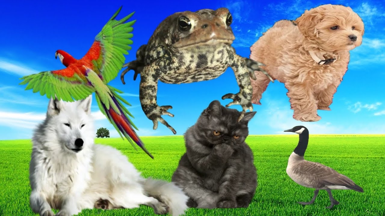 CUTE LITLE ANIMALS FROG-DOG-CAT PARROT AND OTHERS - YouTube