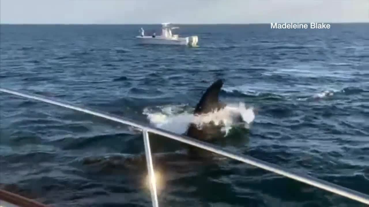Right Whales off Palm Beach inlet - YouTube