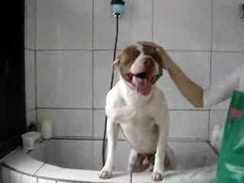 PITBULL TOMANDO BANHO NA SAO CAMILO EM GUARATUBA