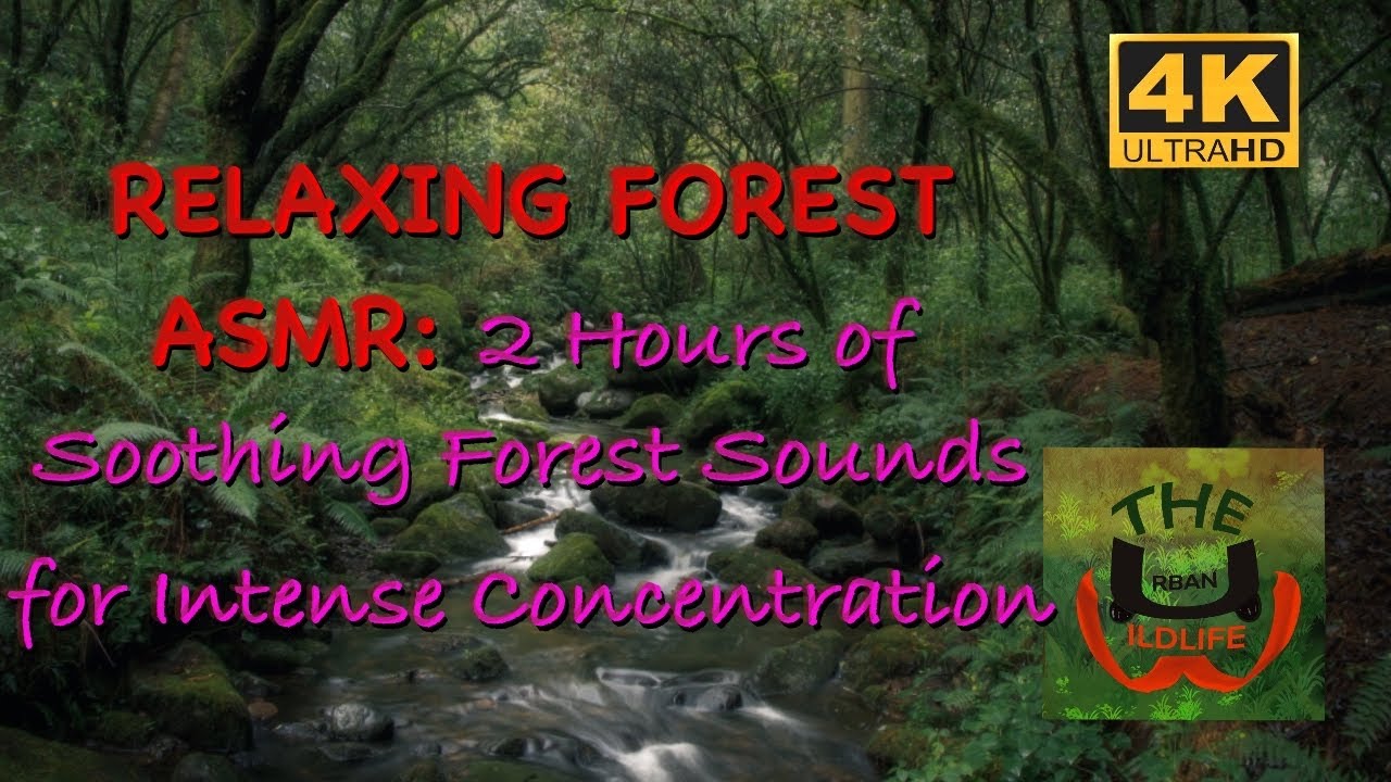2 Hours of Soothing Forest Sounds for Intense Concentration - ASMR ...