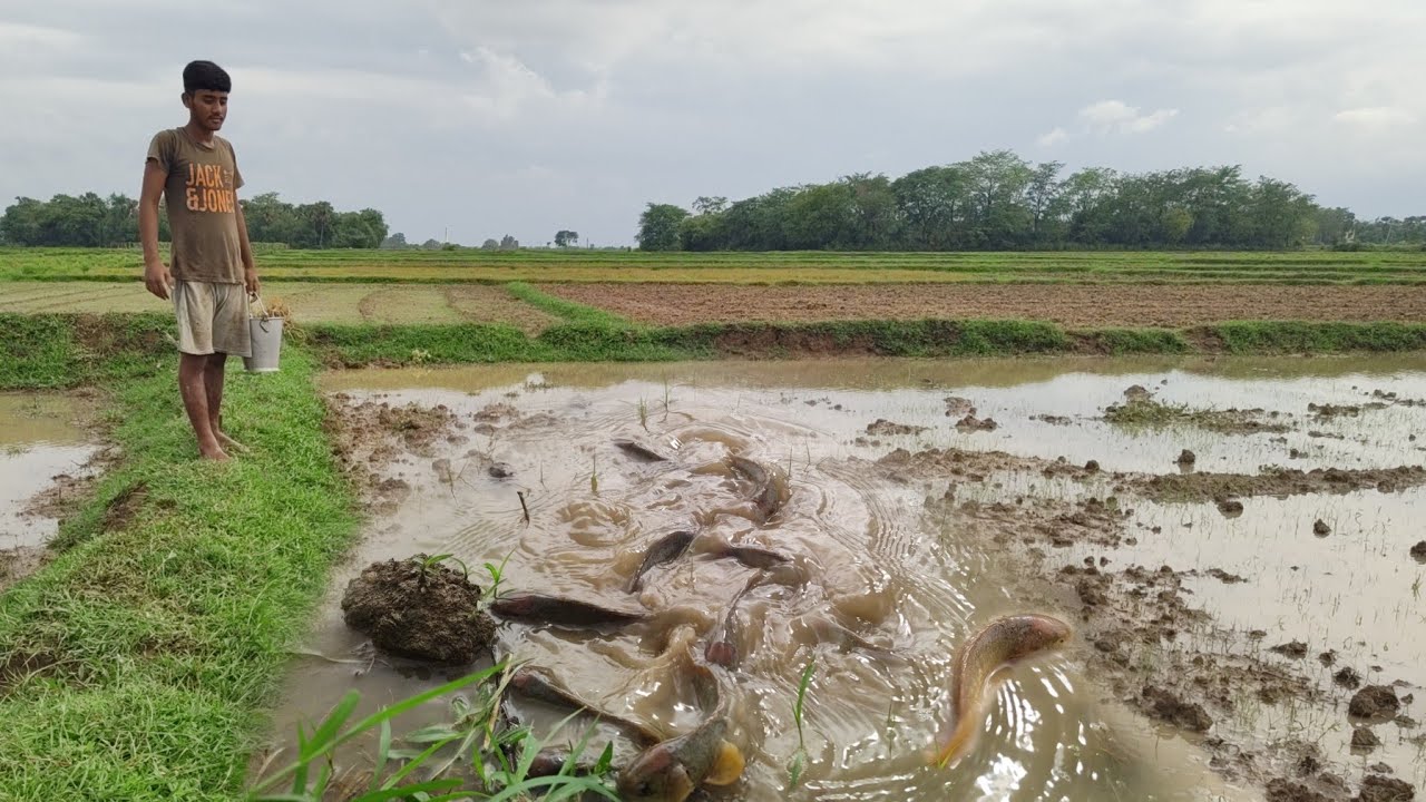 Catfish Catching In Field || Traditional Hand Fishing Video || Fishing ...