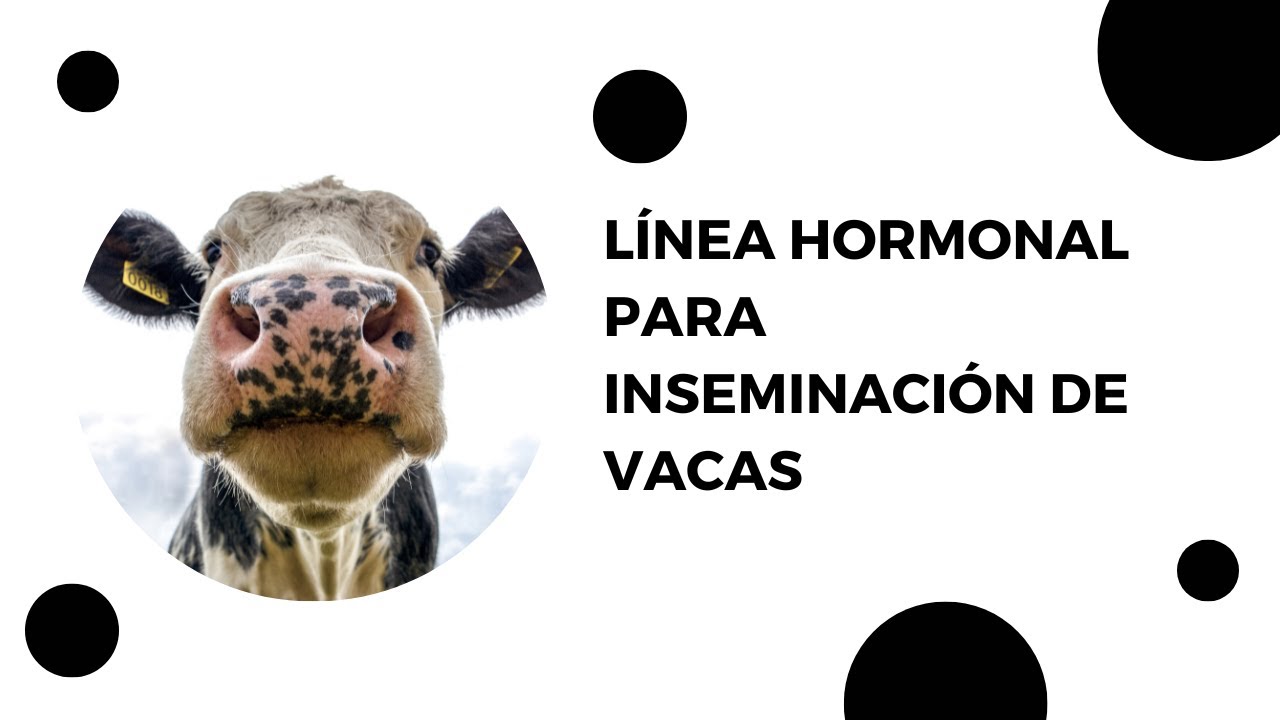 Línea hormonal para inseminación en vacas - YouTube