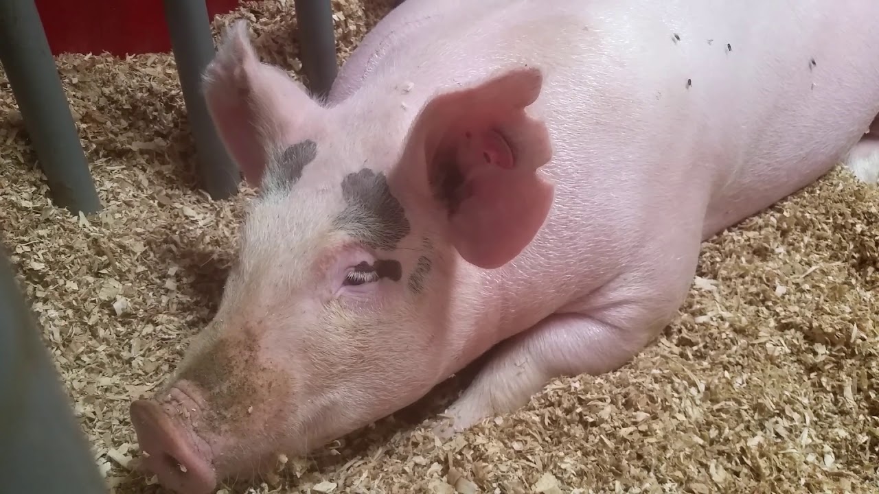 Sweet pig hours before slaughter - YouTube