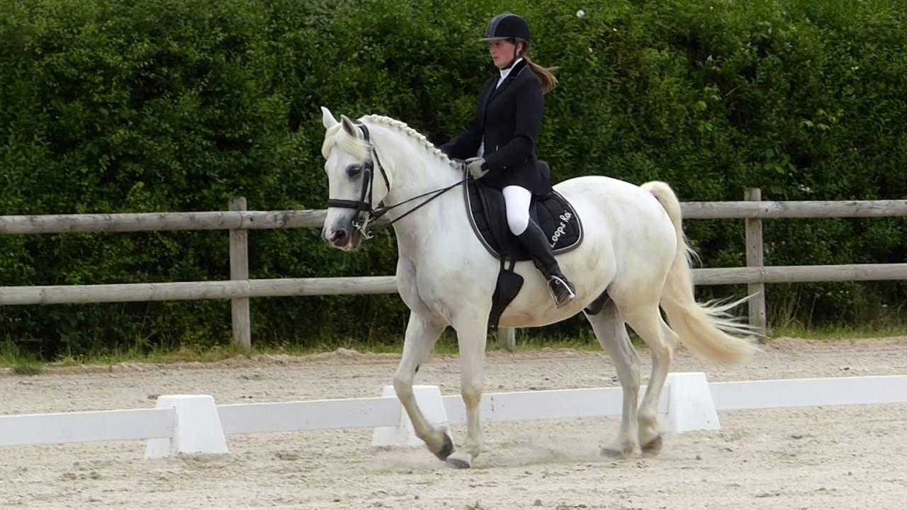 Dressage BPJEPS Equivallée Cluny - Loops Roi - YouTube