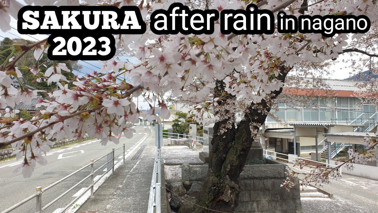 walking after the rain the cherry blossoms fall in minowa village ...