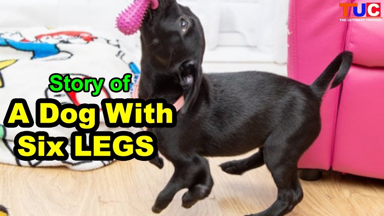 Story of A DOG With 6 Legs : Special Dog : TUC - YouTube