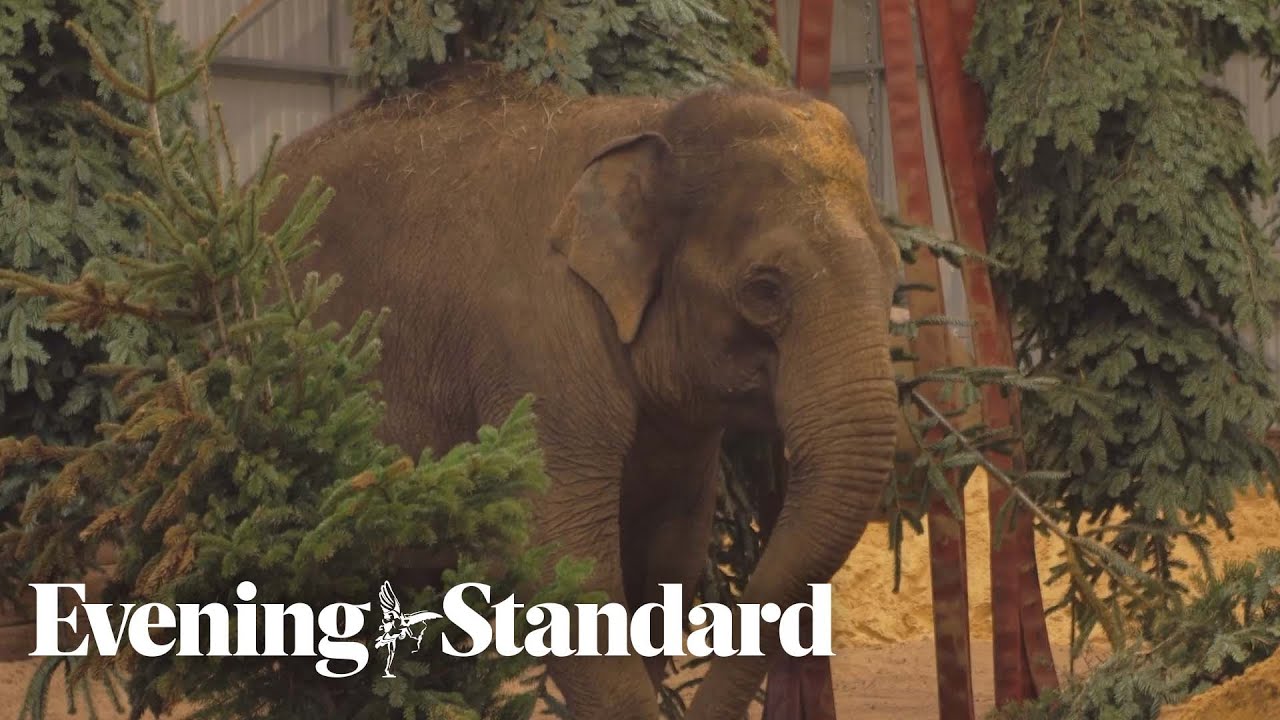 Keepers help baby elephant celebrate first Christmas with winter ...