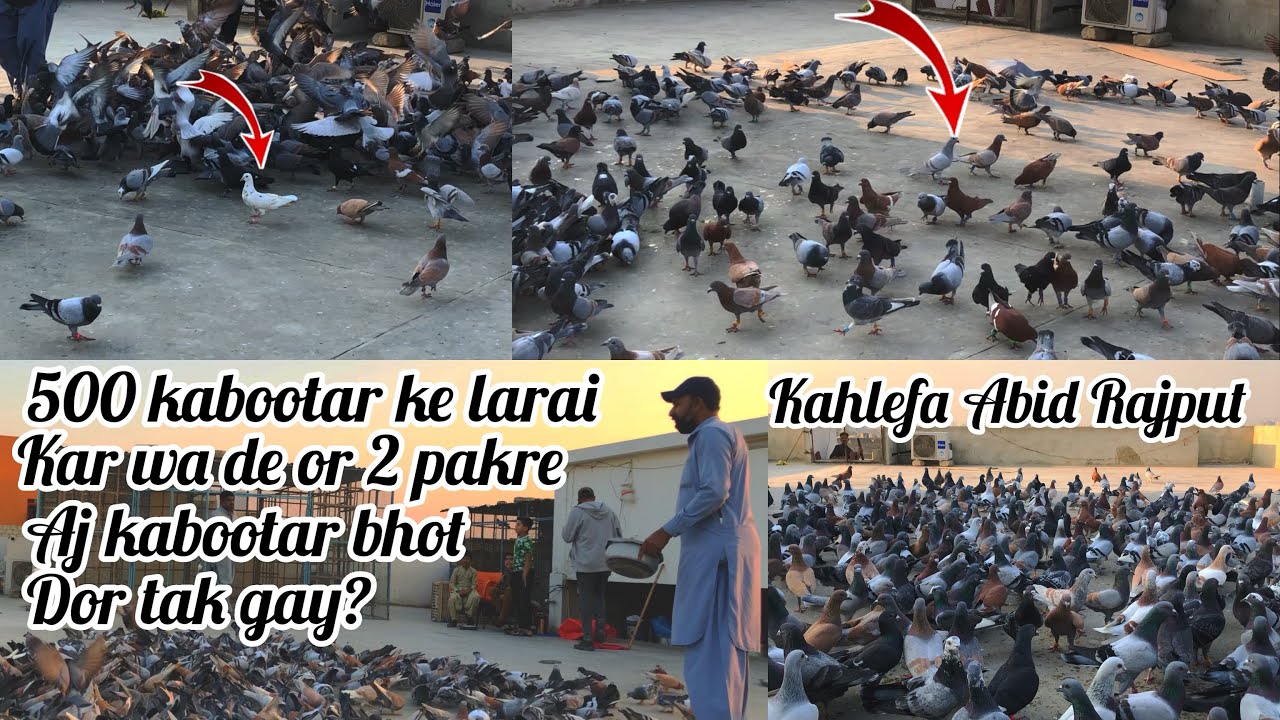 500 kabootar larwa deya 2 kabootar pakre Kahlefa Abid Rajput - YouTube