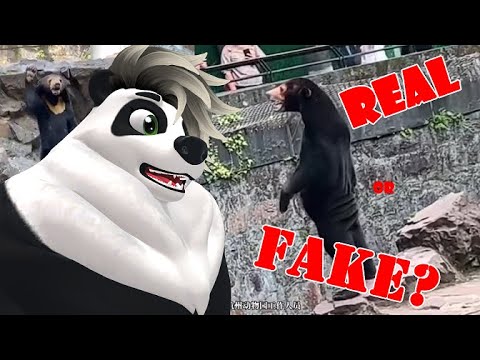 Bad News Bears for Hangzhou Zoo (“The Fake Bear”) - YouTube