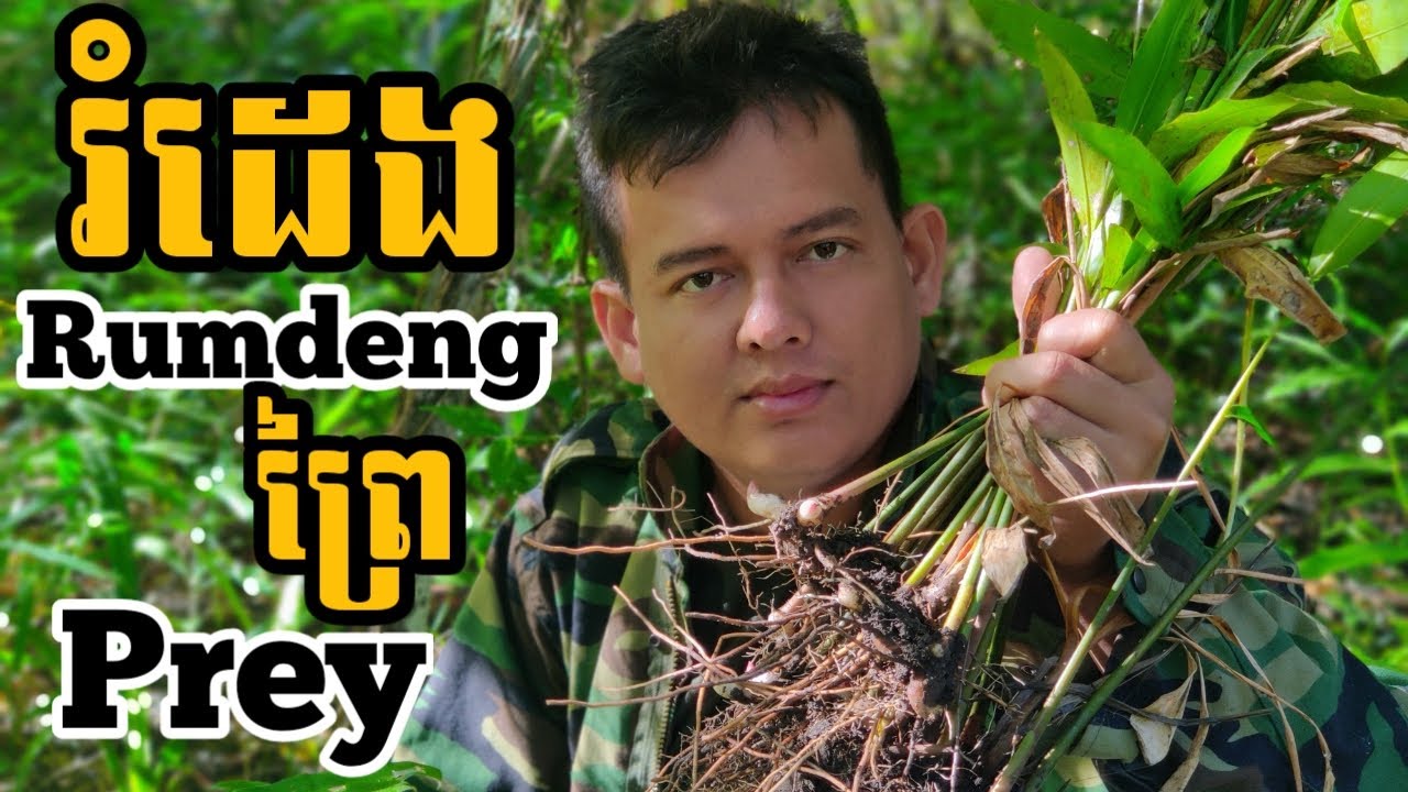 រំដេងព្រៃ/ Romdeng Prey is plant from forest in Cambodia - YouTube