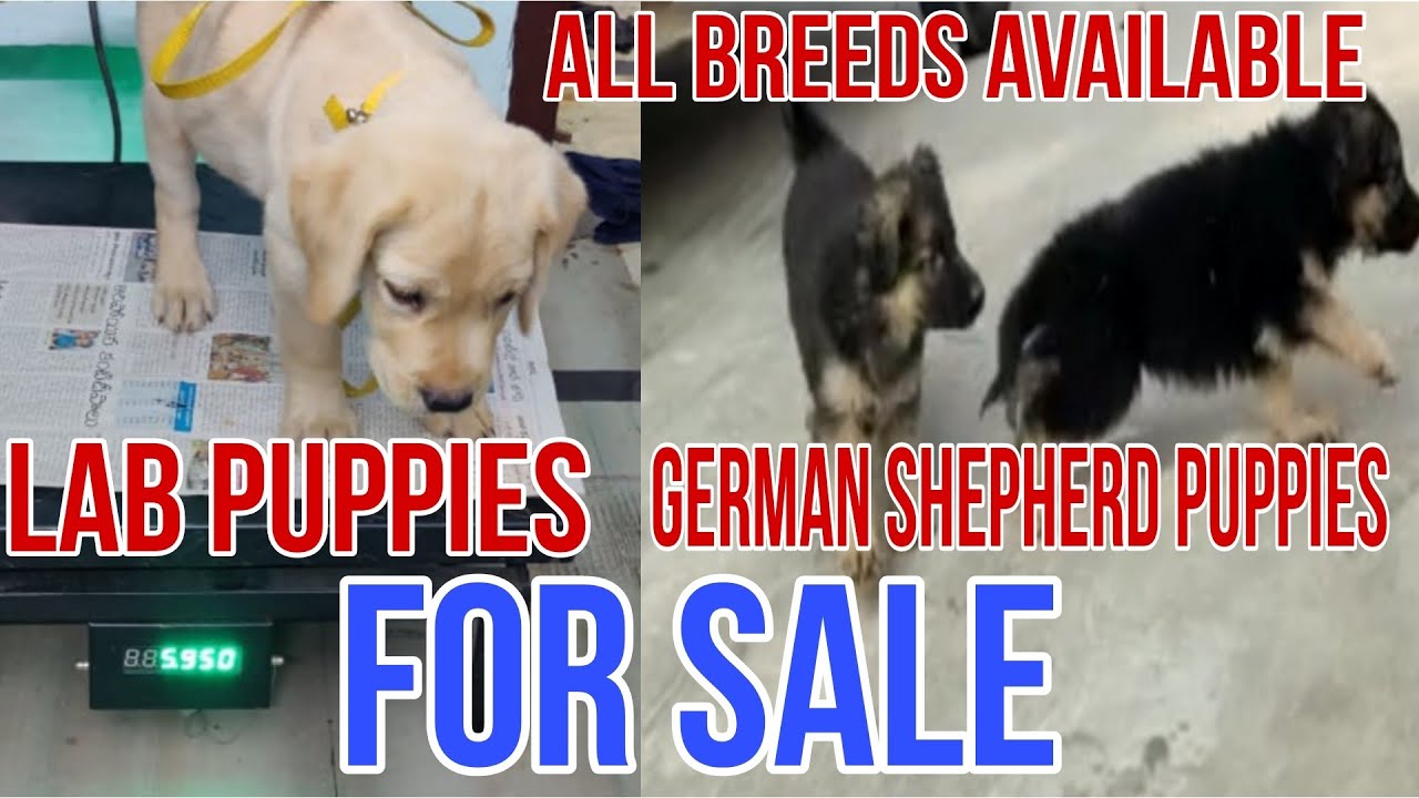 Double bone Lab puppies And German Shepherd puppies for sale/sold out # ...