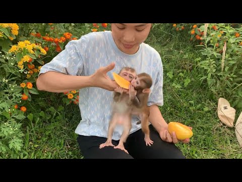 Monkey BUN | Monkey Bun and Monkey Bon get to try mangoes - YouTube