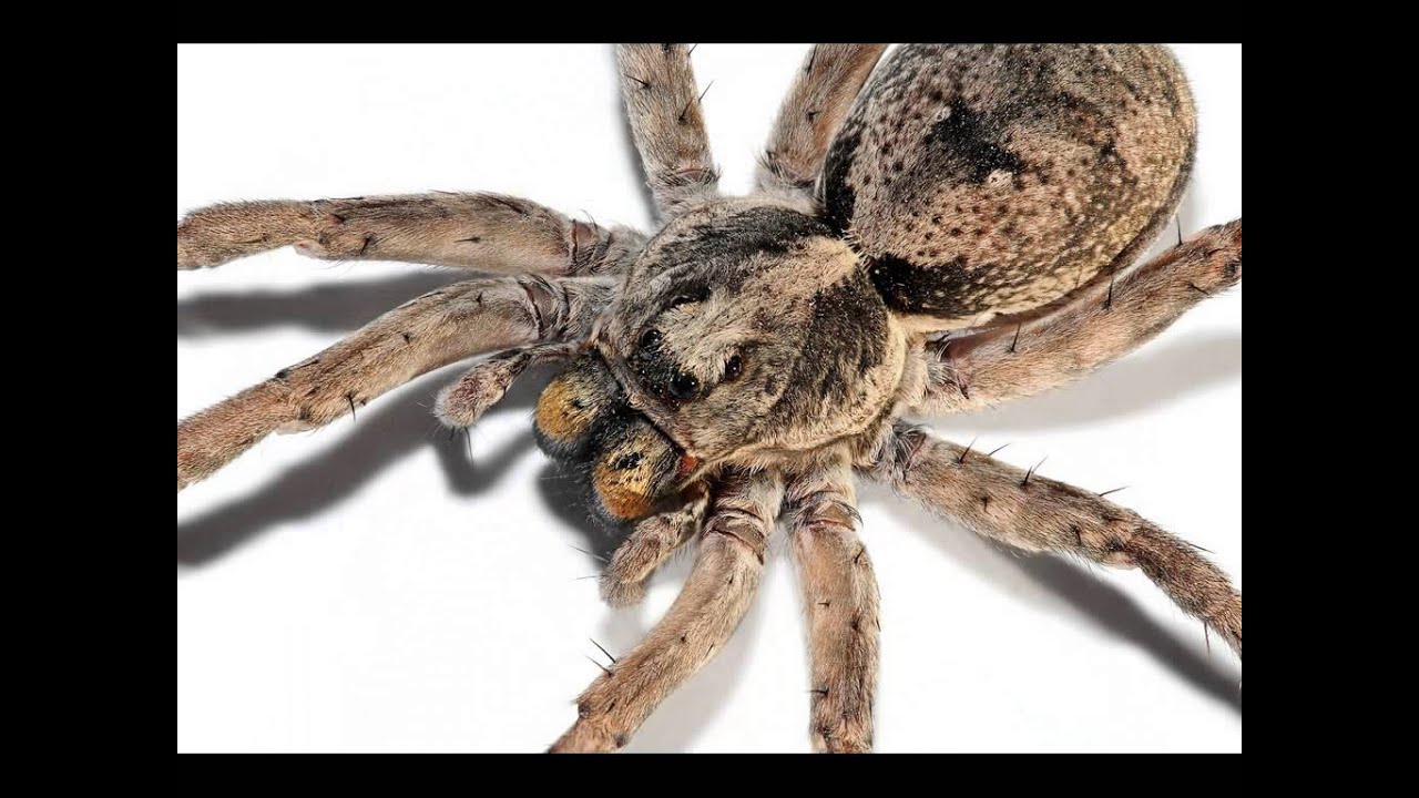 Spider Reference - YouTube