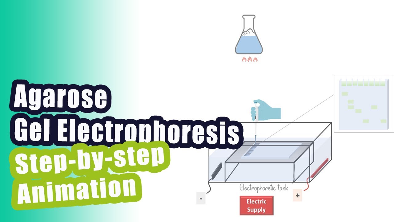 Agarose Gel Electrophoresis step-by-step process explained with ...
