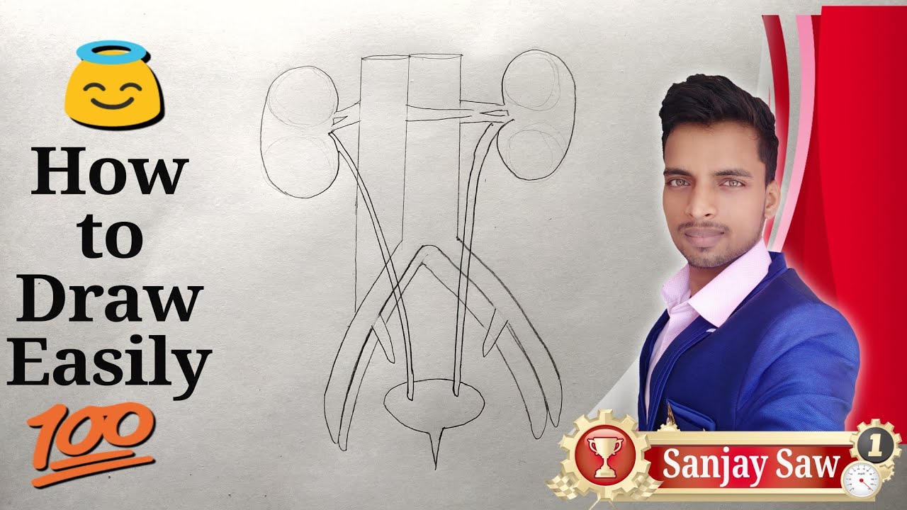 How To Draw Excretory System Step By Step For Beginners! - YouTube