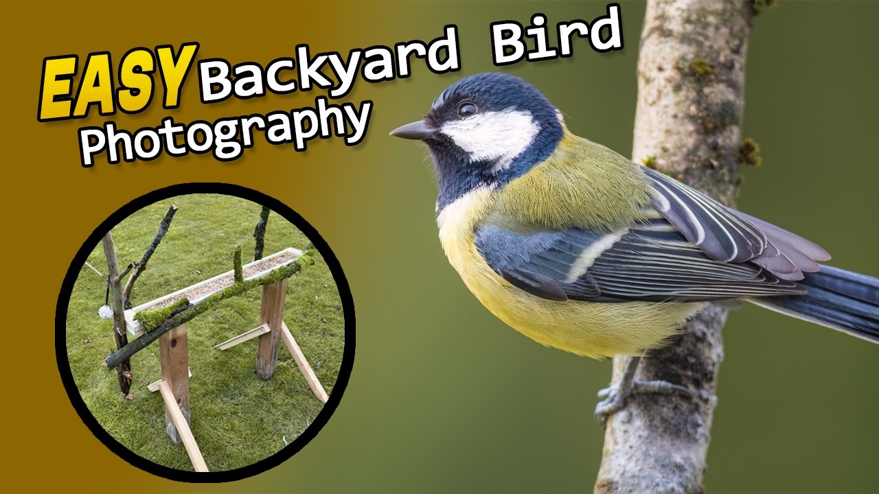 Easy Backyard Bird Photography - YouTube