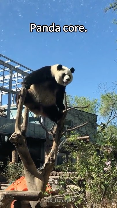 Panda Core. Vol. 3 🐼 - YouTube