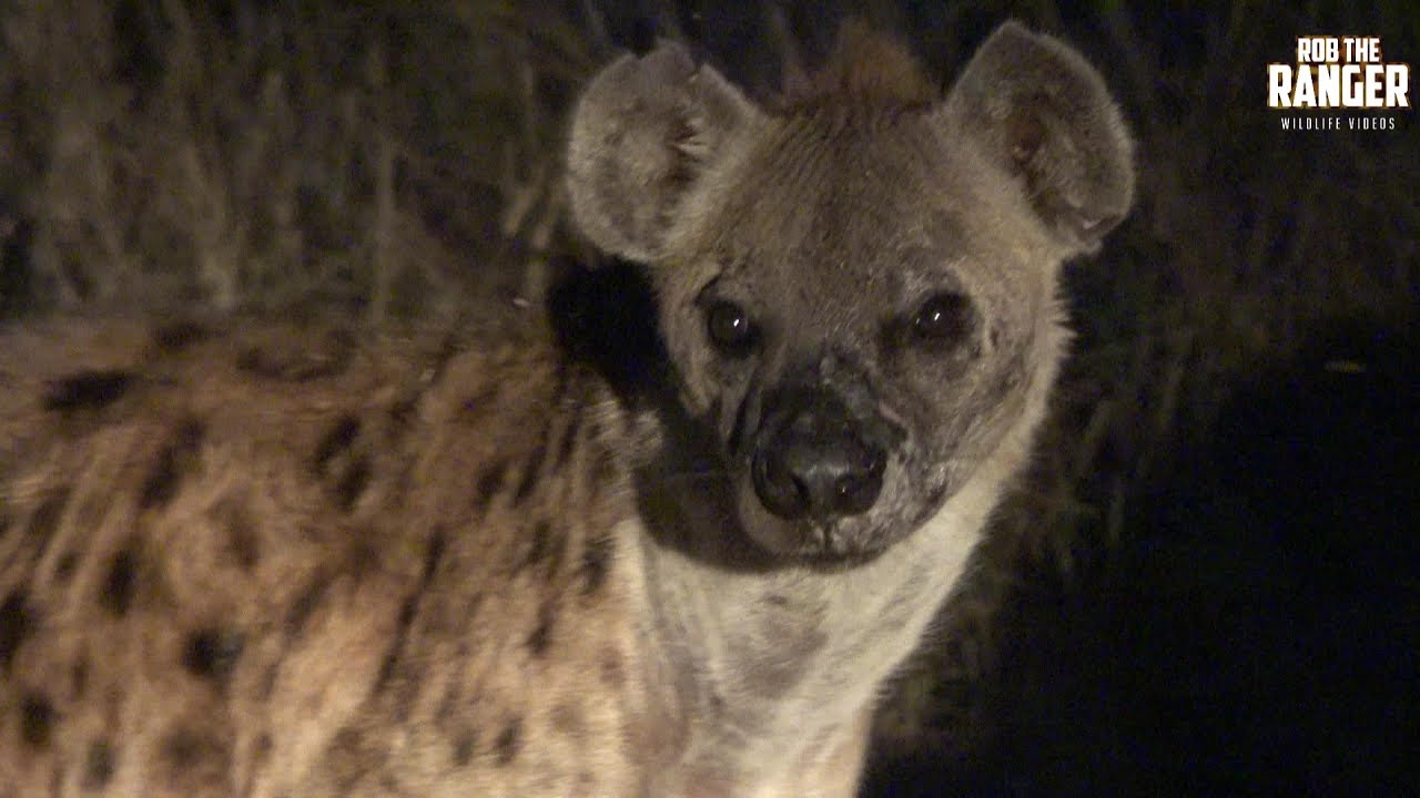 Spotted Hyenas Joined By Black Backed Jackal For An Evening Feast ...