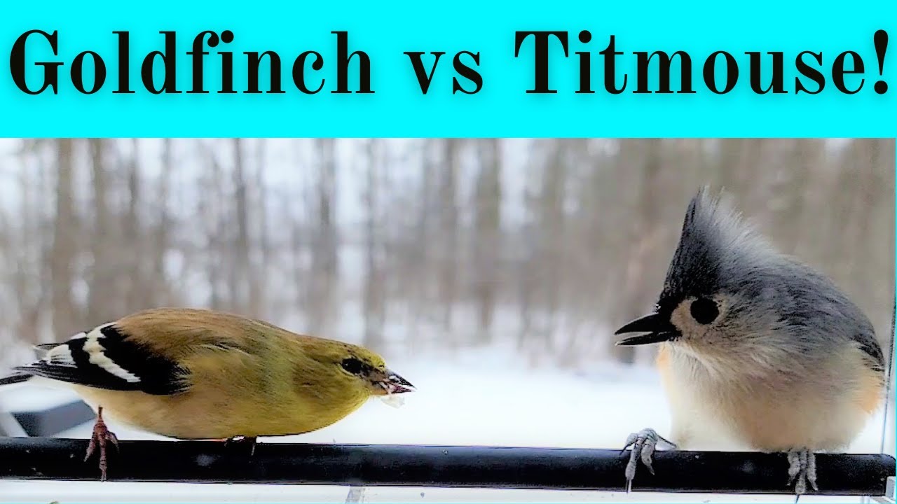 Battle of The Goldfinch & Tufted Titmouse! Who will win? 🤔 Plus ...