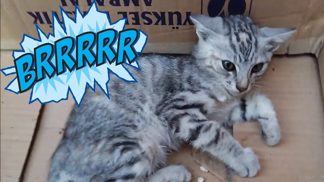 Cute Kitten Caught Cold l Adorable Cats Adorable Kittens - YouTube