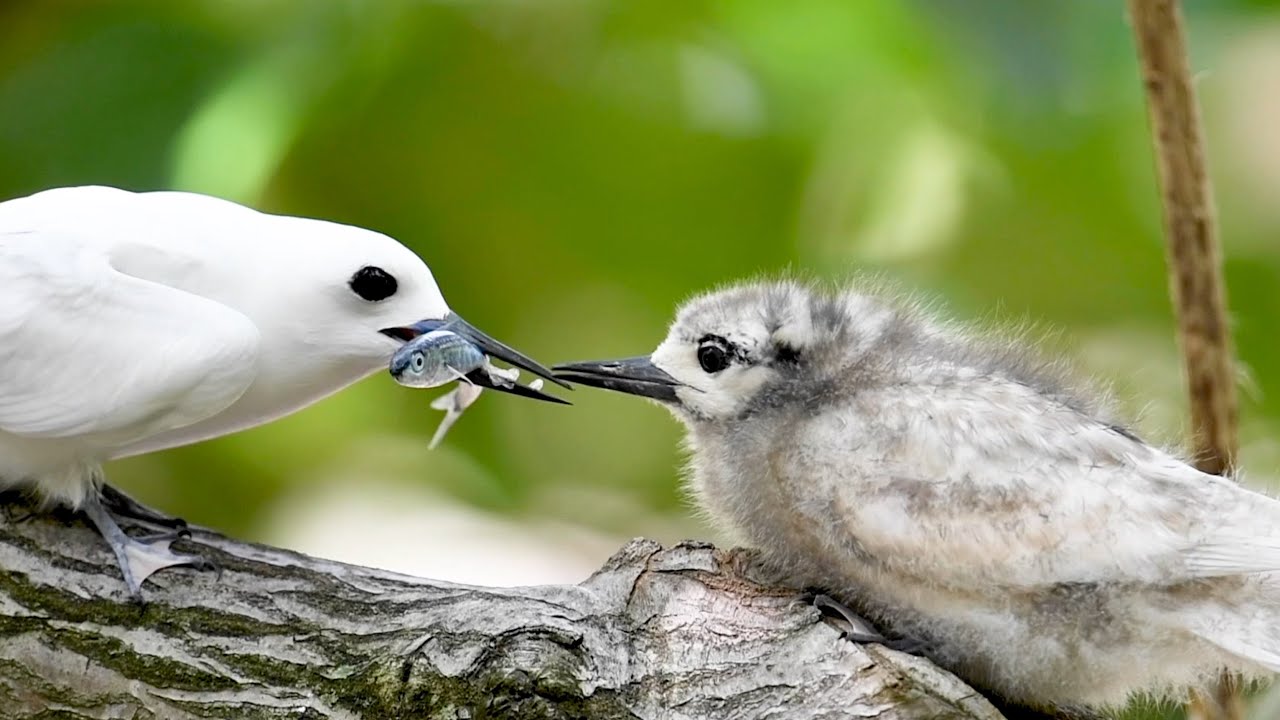 A chick of manu-o-kū (white tern) in Honolulu, Hawaii - YouTube