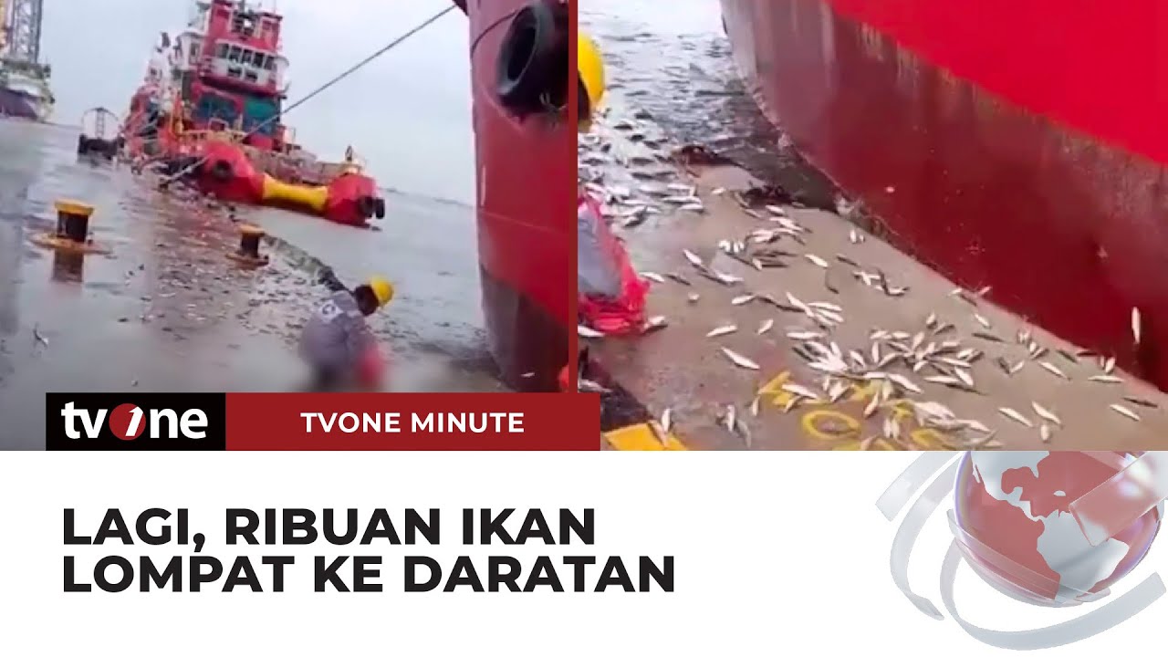 Fenomena Ribuan Ikan Lompat ke Darat di Dermaga Marunda | tvOne Minute ...
