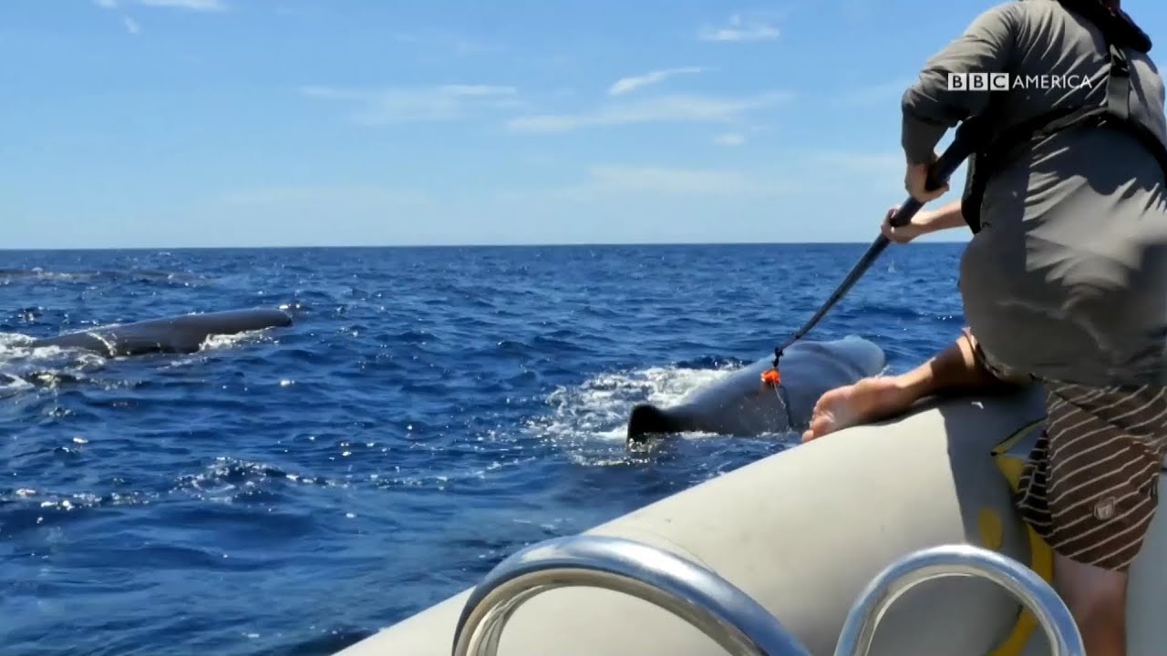 How To Attach a Camera to A Whale | Planet Earth: Blue Planet II ...