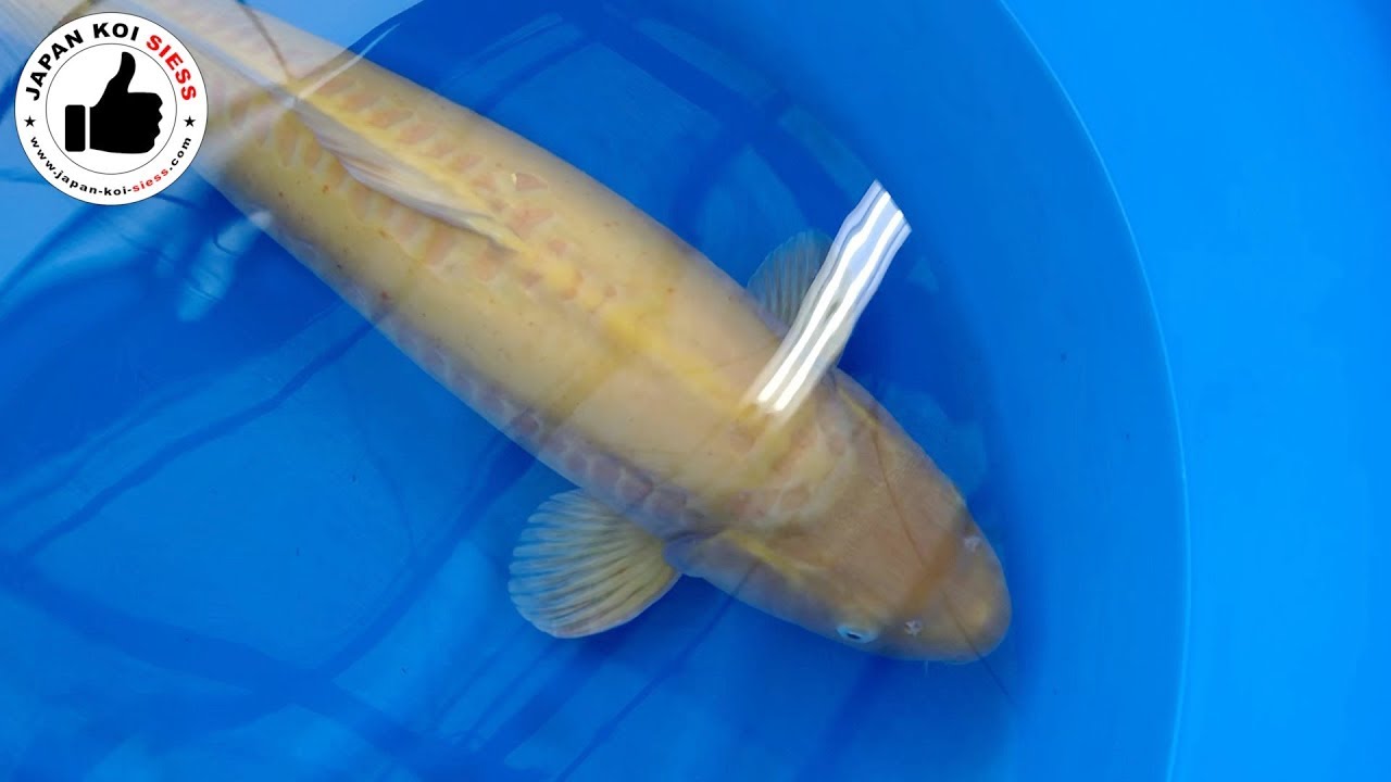 KONISHI Koi 2019/2020 Jumbo Karashigoi - Doitsu Karashigoi Gosai Male ...