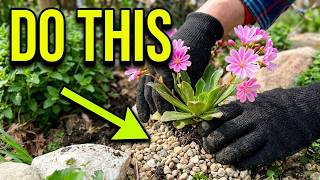 3 Essential Tips for Thriving Lewisia