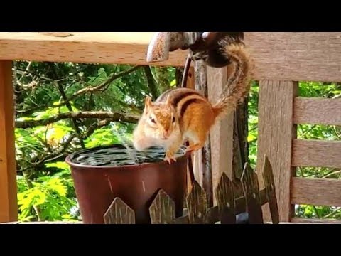 물도 마시고 손도 씻는 다람쥐들 Drinking Water And Washing Hands Chipmunks