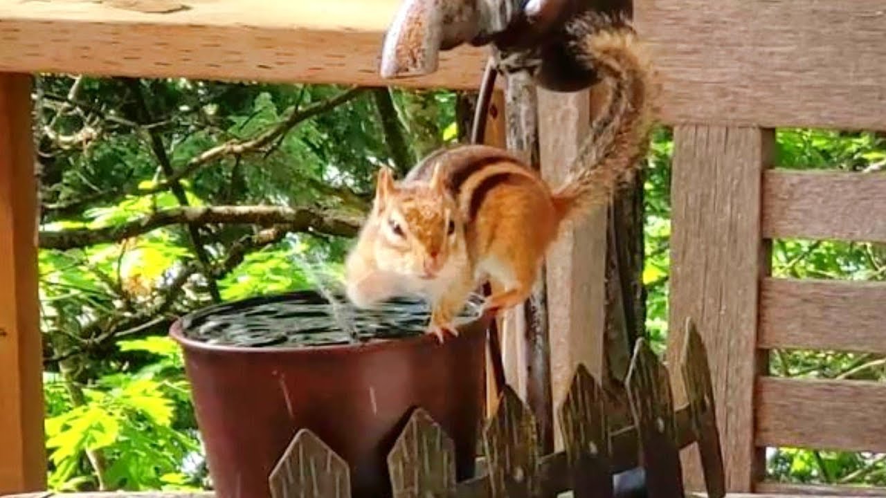 물도 마시고 손도 씻는 다람쥐들 Drinking Water And Washing Hands Chipmunks - YouTube