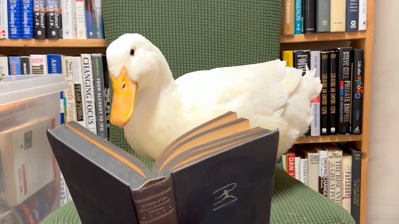 I took my duck to Books - YouTube
