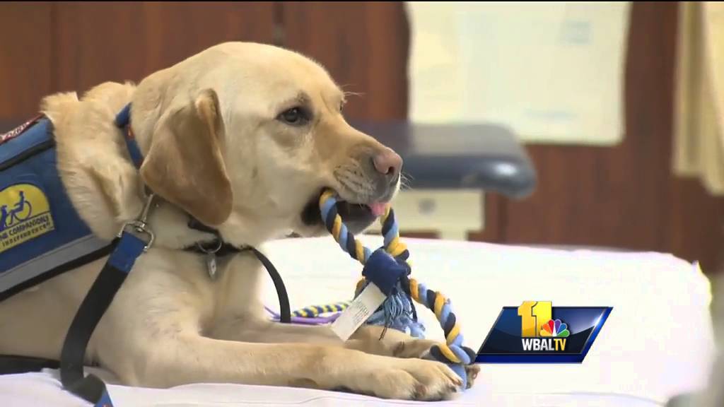 Therapy dog helping patients make strides in recovery - YouTube