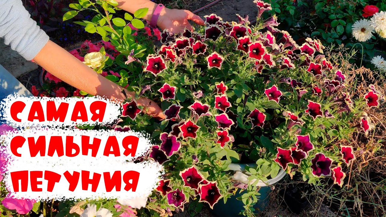САМАЯ СИЛЬНАЯ И САМАЯ НЕПРИХОТЛИВАЯ ПЕТУНИЯ МАДЖЕНТА РИМ Youtube