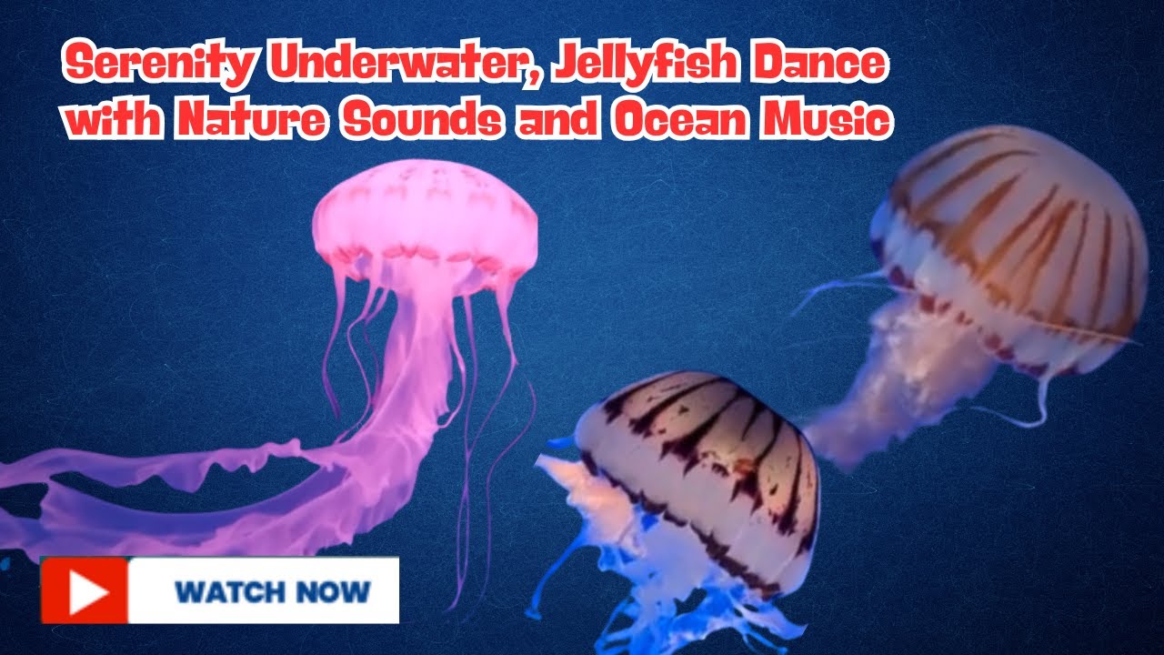 Serenity Underwater, Jellyfish Dance with Nature Sounds and Ocean Music ...