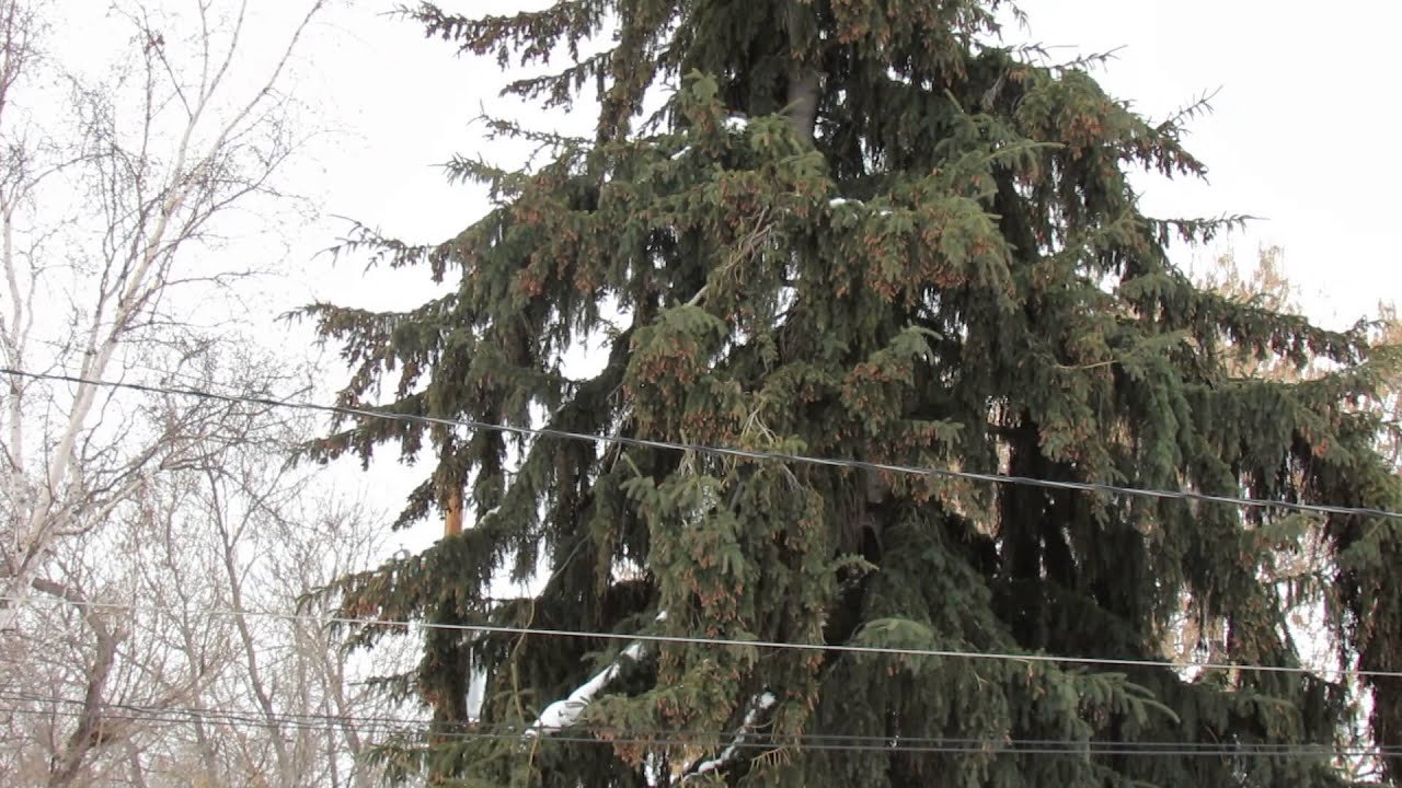 Call of a Black-capped Chickadee - YouTube