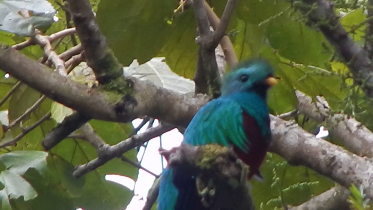 video Resplendent Quetzal + song - YouTube