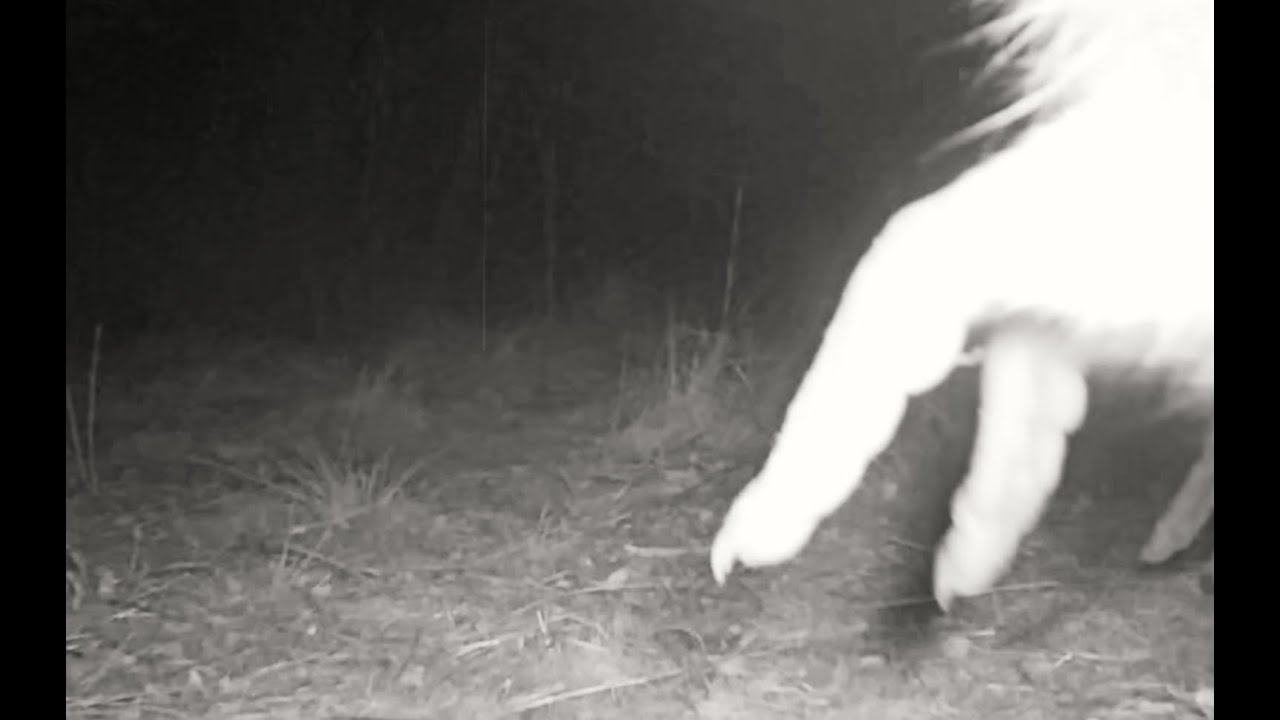 THIS IS THE MOST DISTURBING FOOTAGE EVER CAPTURED!! - YouTube