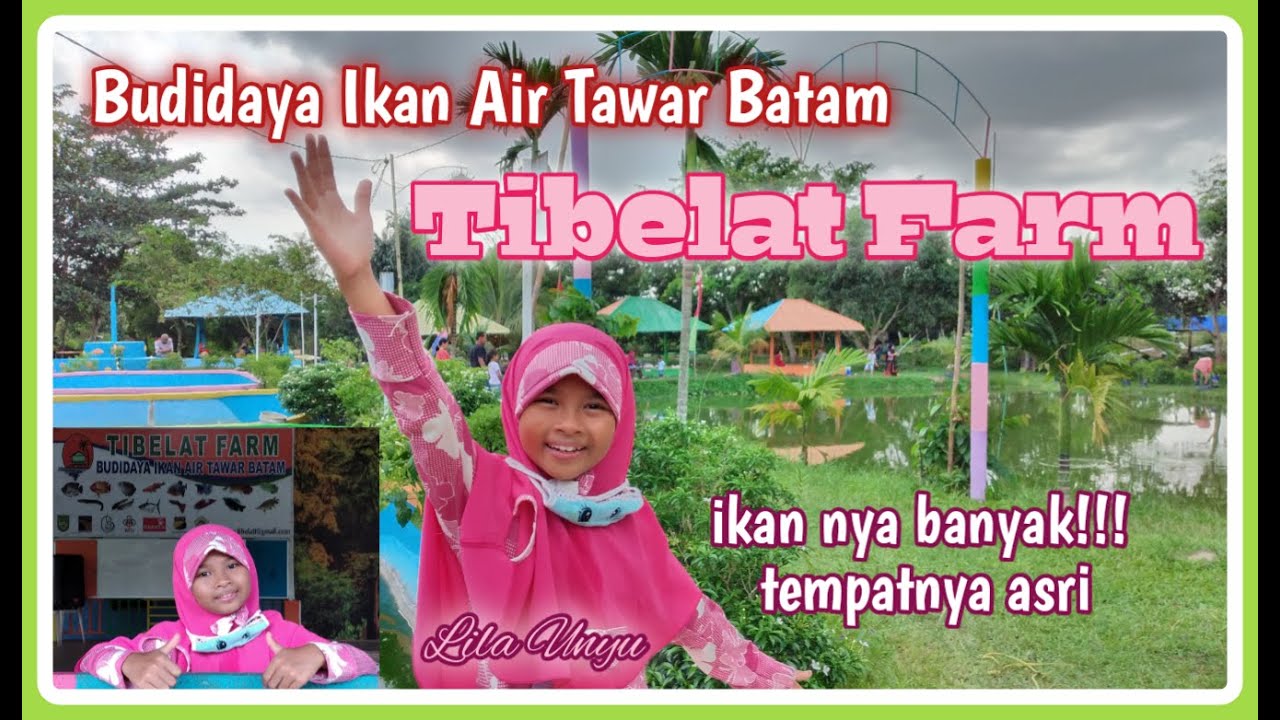 Tibelat Farm Budidaya Ikan Air Tawar Batam || Lila Unyu Bocah Petualang ...
