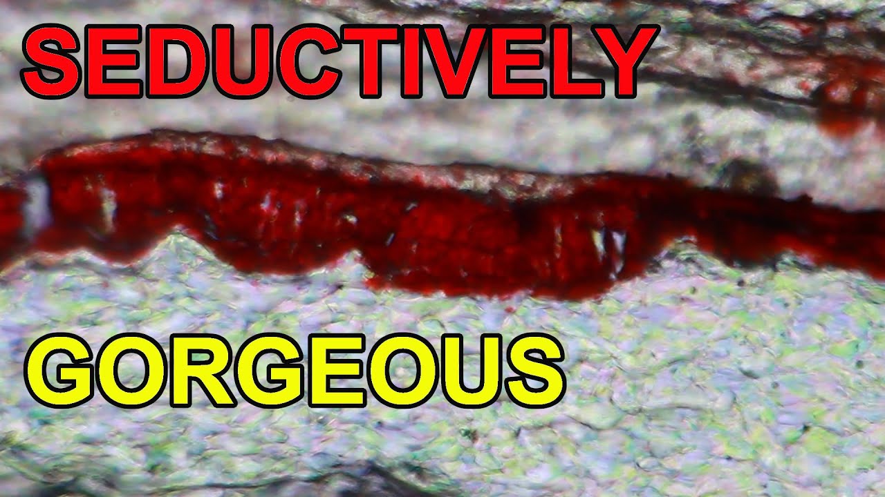 Stunning Ocean Kelp Under the Microscope - YouTube