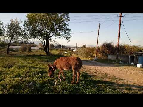HAYVAN SEVGİSİ -EŞEK