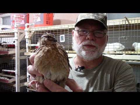 How to sex Coturnix quail - feather & vent sexing